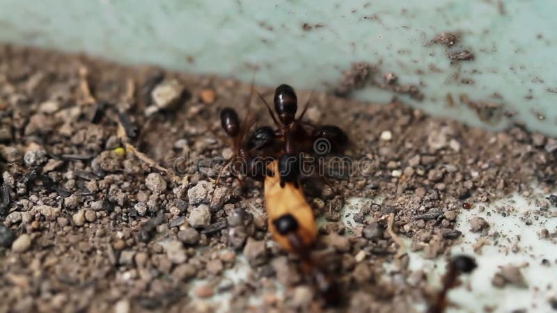 A Group of Ants are Stuck and Have Difficulty Working Together To Move ...