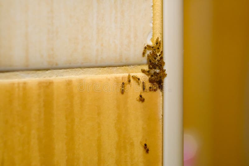 Group of ants in unity stock photo. Image of close, leaf - 109647408