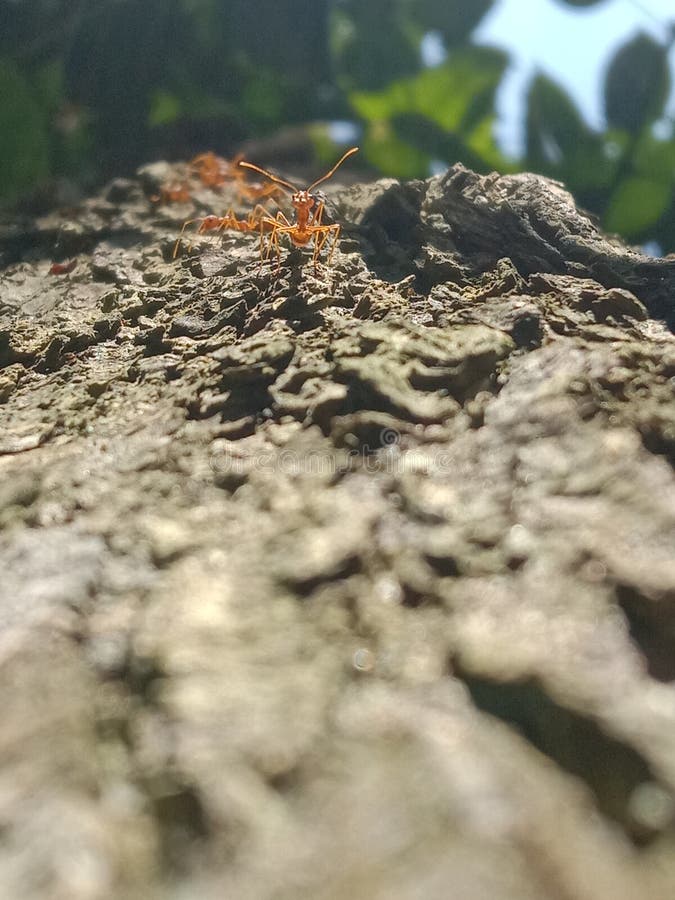 A Group of Ants Walking on a Tree Stock Image - Image of group, tree ...