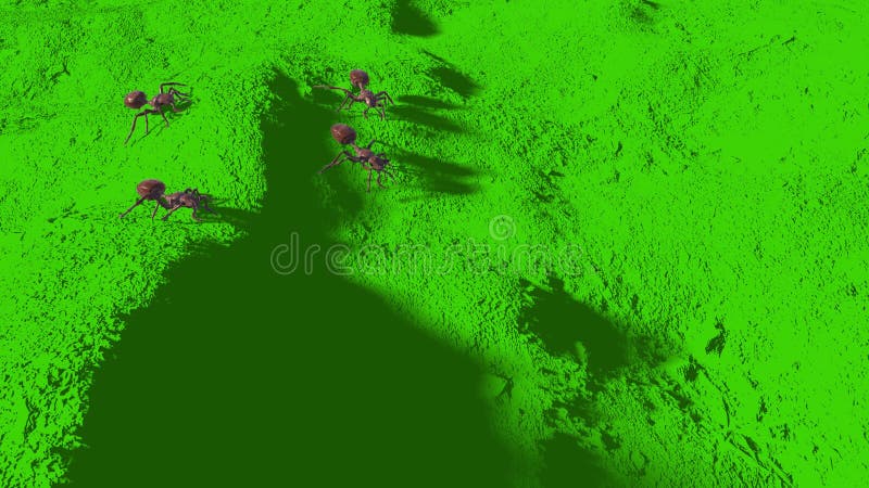 Group of Ants Walks Green Screen 3D Rendering Animation 4K Stock ...