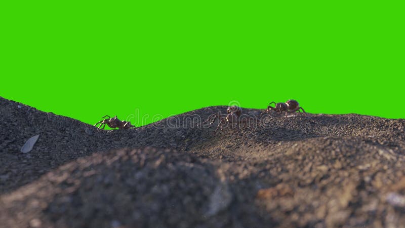 Group of Ants Walks Ground 3D Rendering Animation 4K Stock Video ...