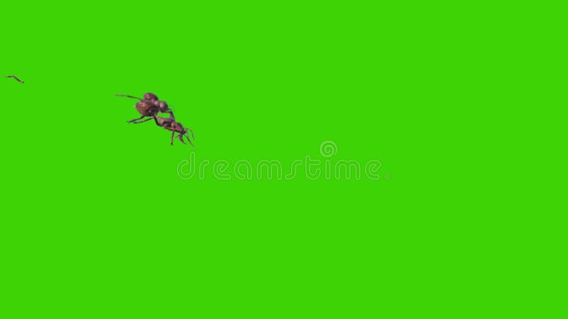Group of Ants Walks Green Screen Side 3D Rendering Animation 4K Stock ...