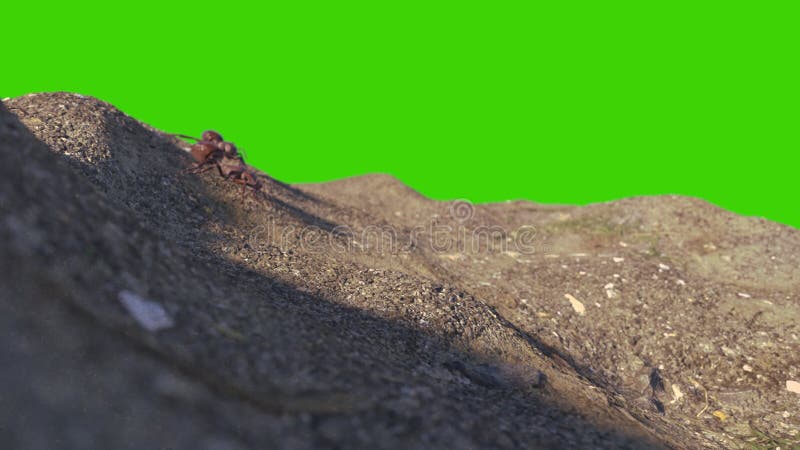 Group of Ants Walks Green Screen Side Ground 3D Rendering Animation 4K ...