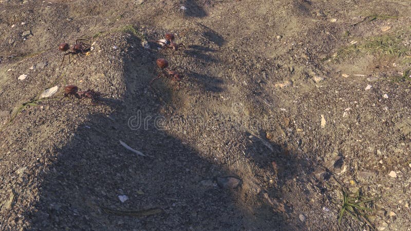 Group of Ants Walks Ground 3D Rendering Animation 4K Stock Video ...