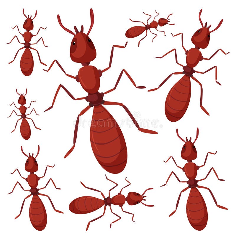 Group of Ants on White Background Stock Vector - Illustration of insect ...