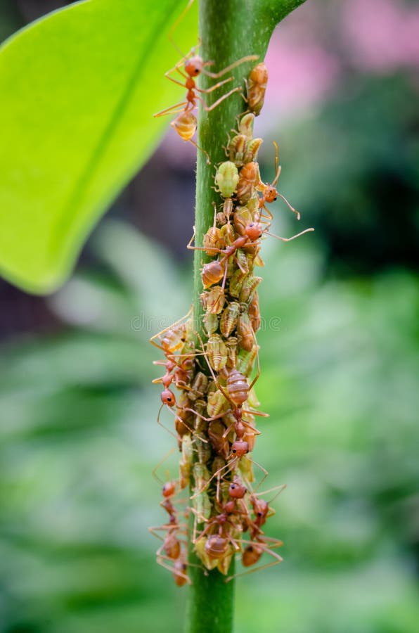 Group of Aphid with Red Ant on Tree Branch Stock Photo - Image of macro ...