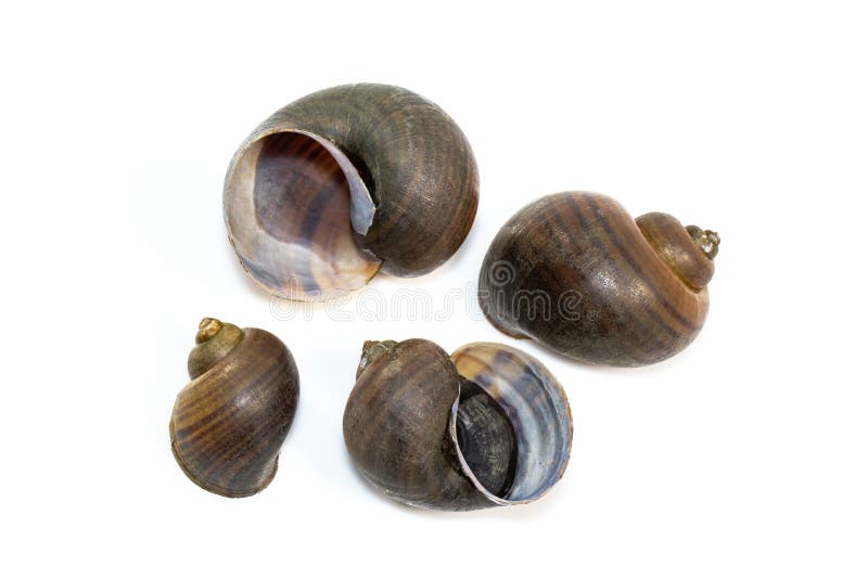 Pila Ampullacea Shell Stock Photos - Free & Royalty-Free Stock Photos ...