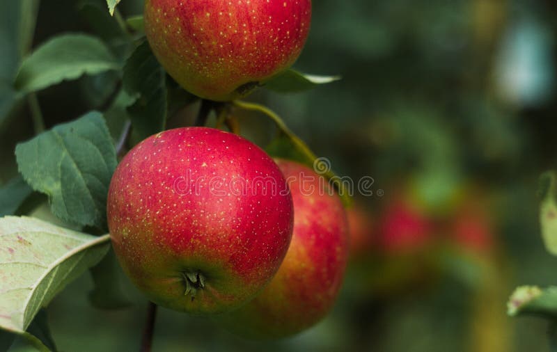 Group of apples stock image. Image of natural, food - 126242775