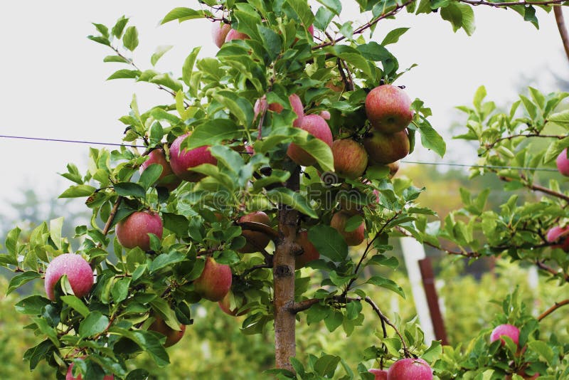 A Group of Apples Ready To Be Picked Off the Tree Stock Photo - Image ...