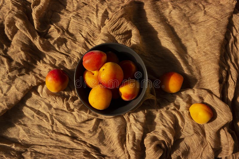 Group of Apricot Isolated on Soft Pastel Textured Background. Fruit ...
