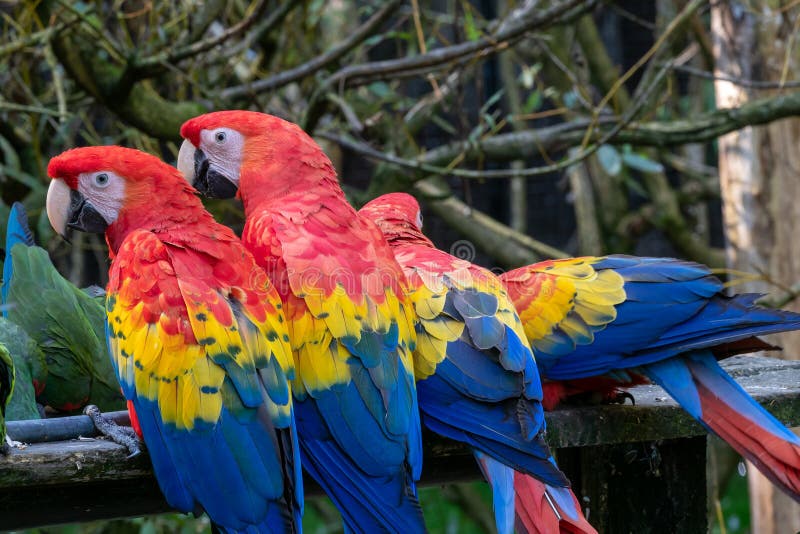 Group of Ara Parrots, Red Parrot Stock Photo - Image of jungle, flying ...