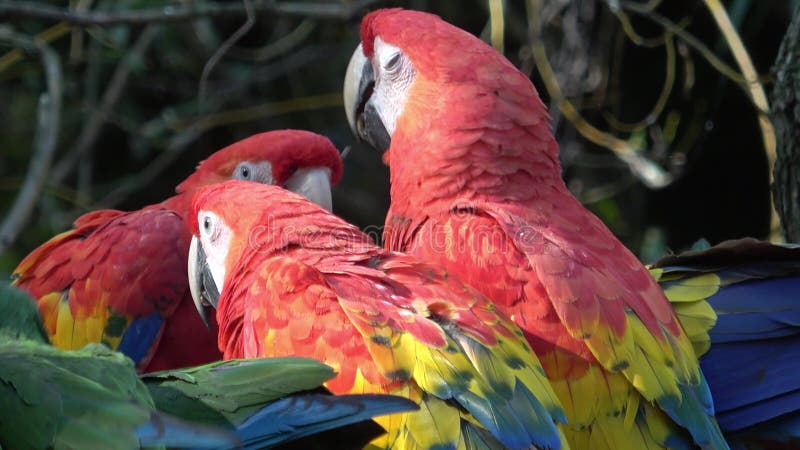 Group of Ara Parrots, Red Parrot Scarlet Macaw, Ara Macao Stock Footage ...