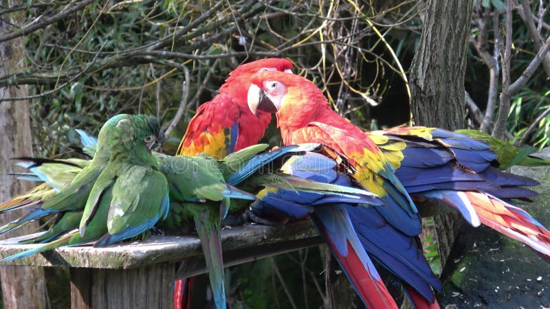 Group of Ara Parrots, Red Parrot Scarlet Macaw, Ara Macao Stock Video ...