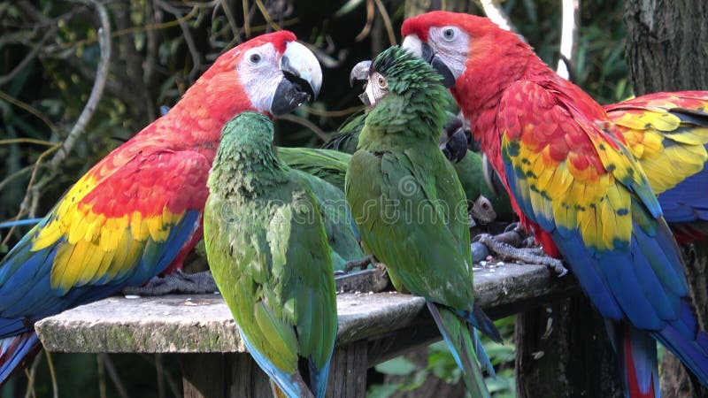 Group of Ara Parrots, Red Parrot Scarlet Macaw, Ara Macao Stock Image ...