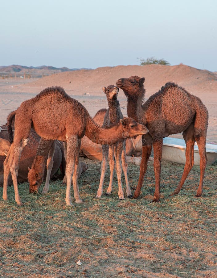 A Group of Arab Camels in the Barn Saudi Arabia . Stock Image - Image ...