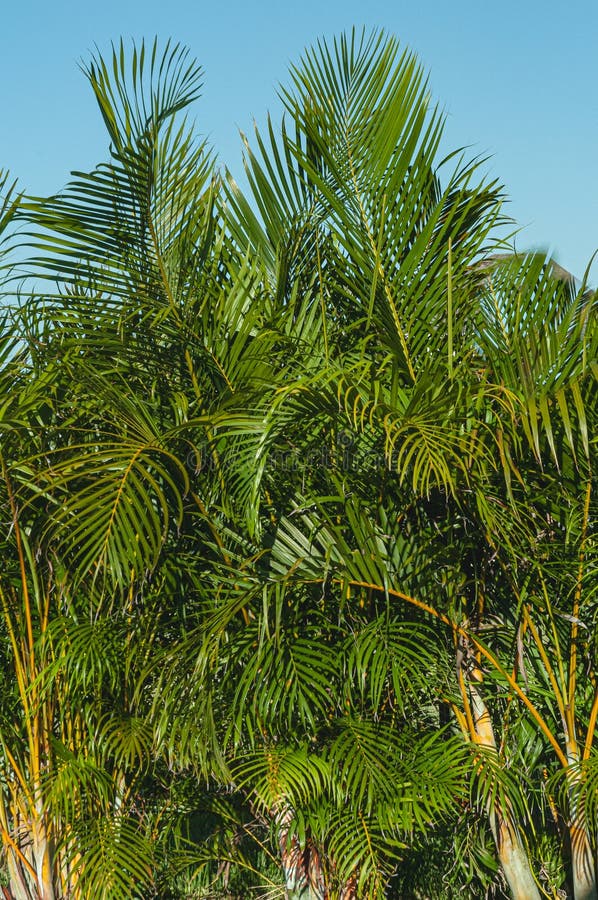 Photo of the entire plant of Areca Palm (Dypsis lutescens) posted by ...