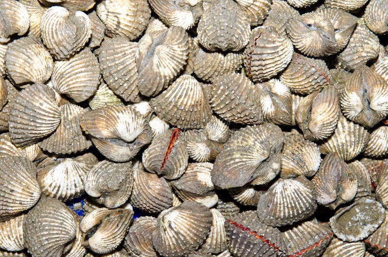 Group of ark shell stock image. Image of black, group - 29038869