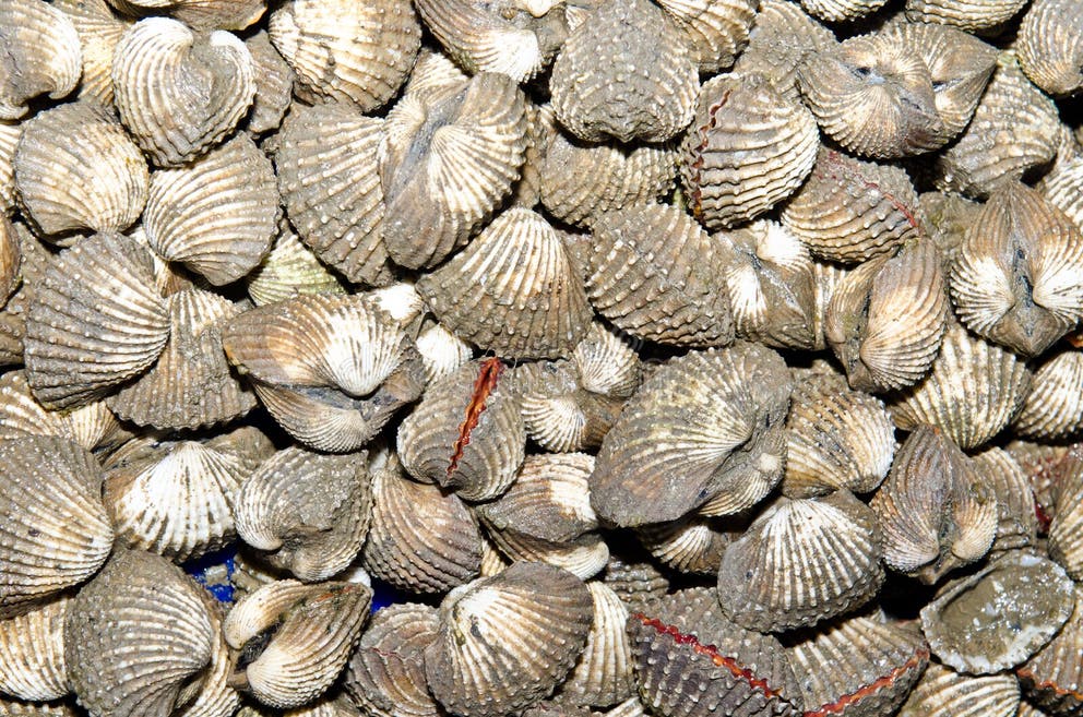 Group of ark shell stock image. Image of black, group - 29038869