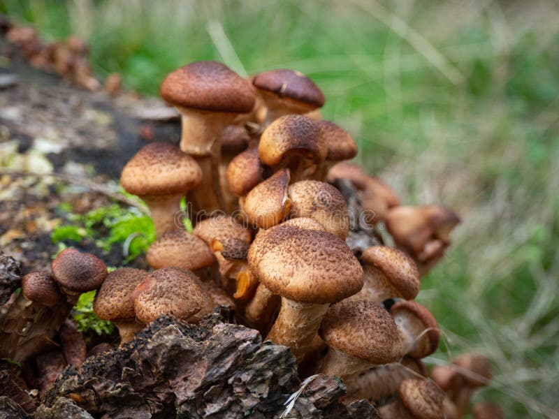 Group of Armillaria on Forest Ground Stock Image - Image of colored ...