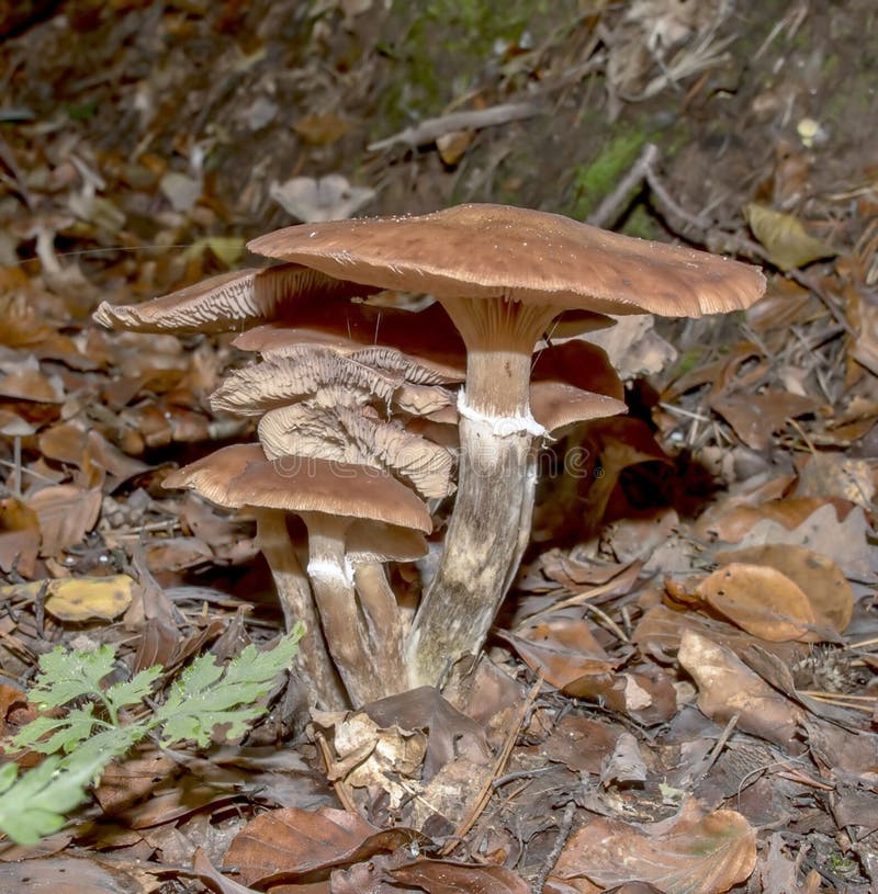 Group of Armillaria mellea stock image. Image of mushroom - 21740001