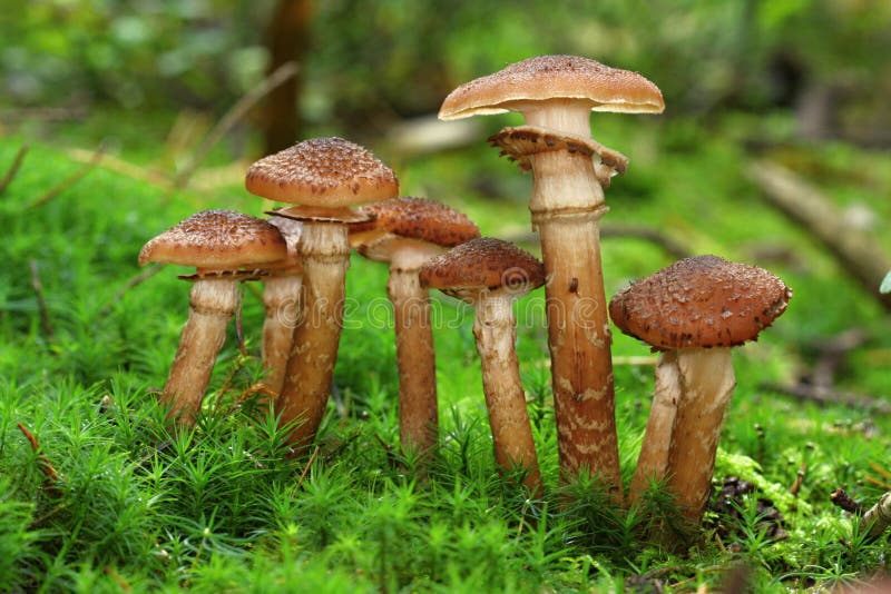 Honey Fungus - Armillaria Mellea Stock Image - Image of british, forest ...