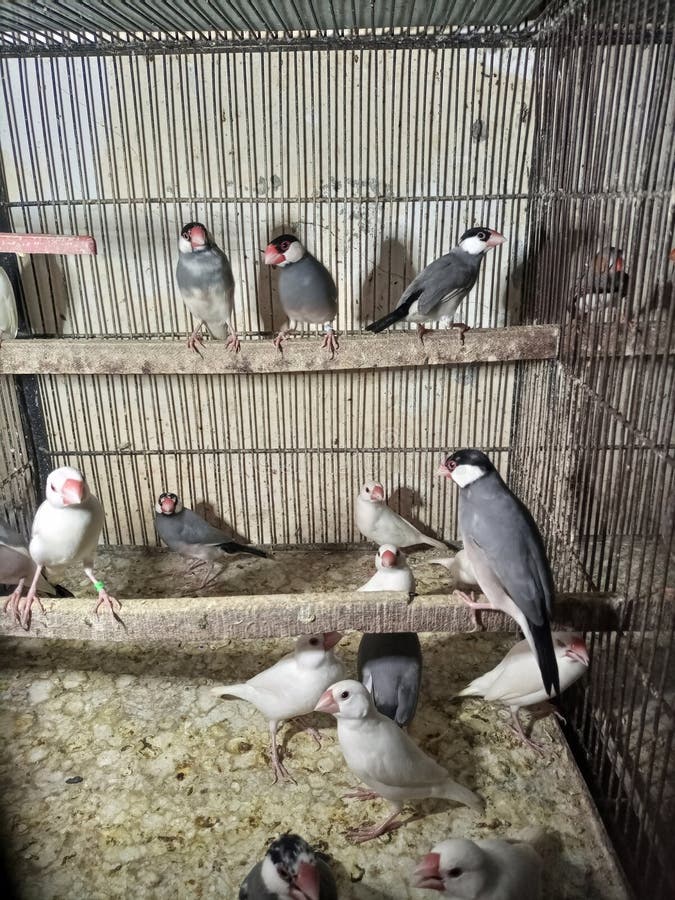 Asian Finches and Java Sparrows Perched in a Cage Stock Image - Image ...