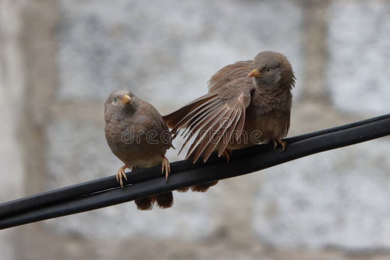 A Beautiful Couple of Birds Sitting on the Wire Stock Photo - Image of ...