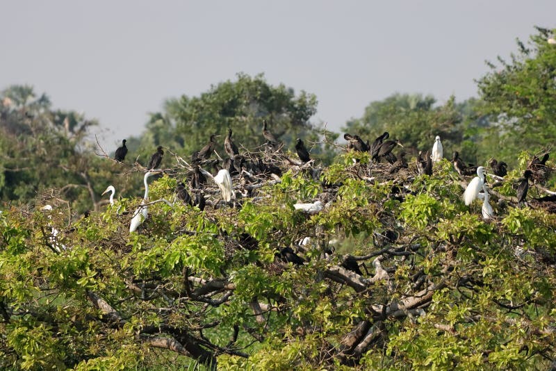 Group of Asian Forest Birds Perched on a Tree Stock Photo - Image of ...