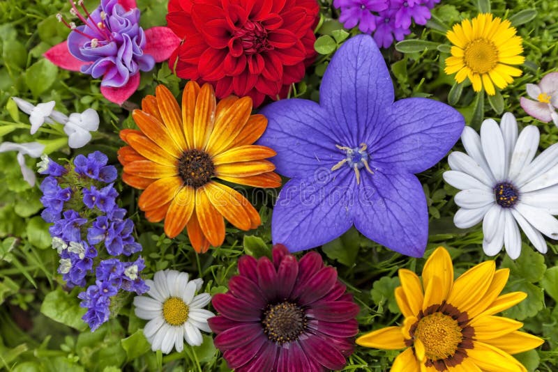 Assorted flowers. stock image. Image of green, lawn, miscellaneous ...