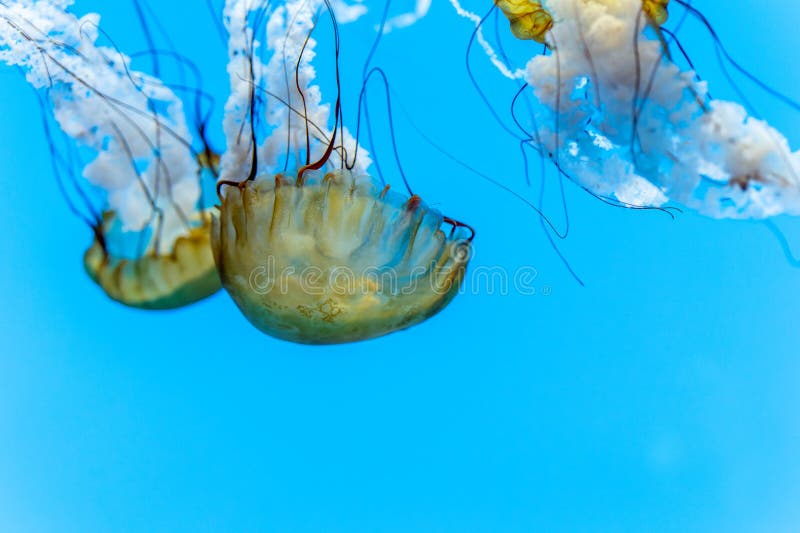 Group of Atlantic Bay Nettle Jellyfish in Water Stock Image - Image of ...