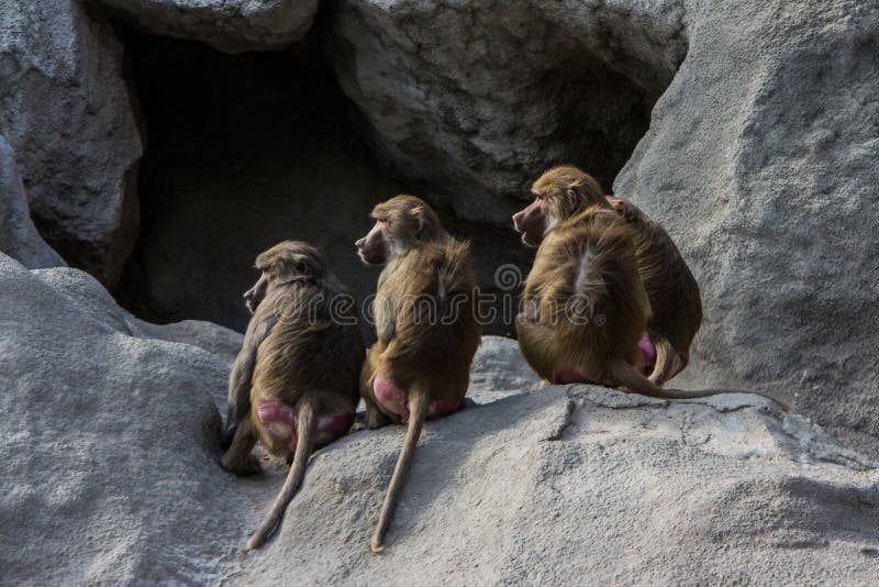 A Group of Baboons Sitting on a Rock Stock Image - Image of nature ...