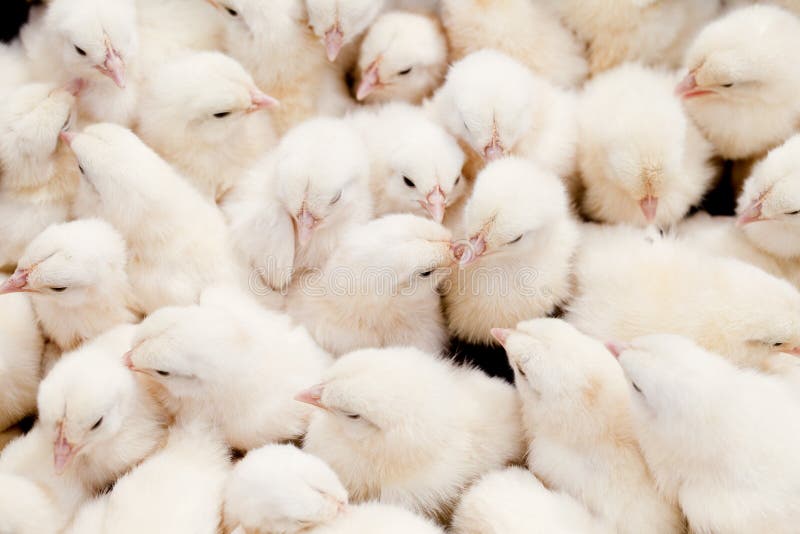 Group of Baby Chicks stock image. Image of feather, concept - 31645603