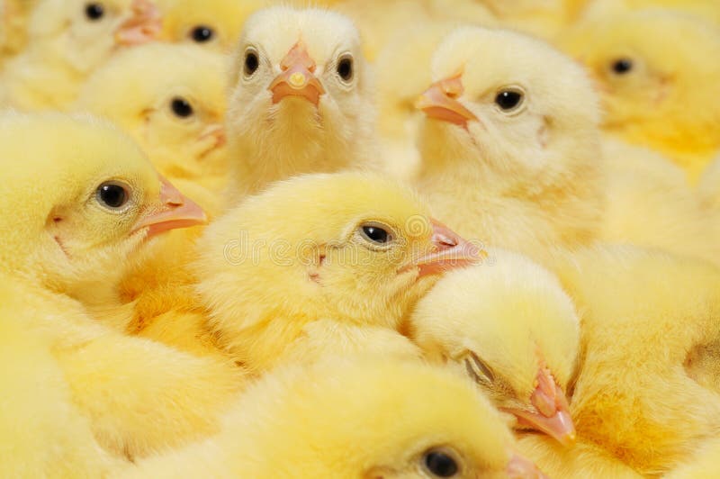 Group of Baby Chicks stock image. Image of growing, cute - 23828207