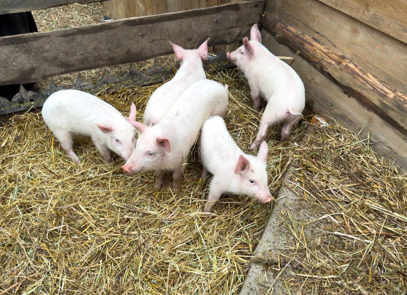 A Group of Baby Pigs are Standing in a Pen with Straw Stock Photo ...