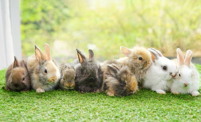 Group of Baby Rabbits Lying on Grasses Stock Photo - Image of wildlife ...