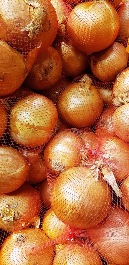 Group of Bagged Yellow Cooking Onions Stock Image - Image of bagged ...