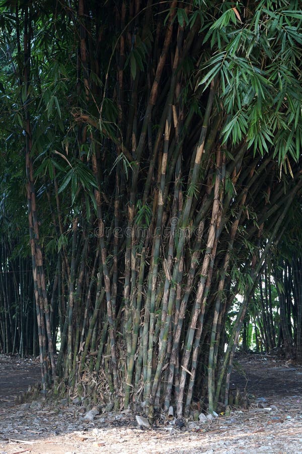Group of Bamboo Trees. Nature Forest Stock Image - Image of botanical ...