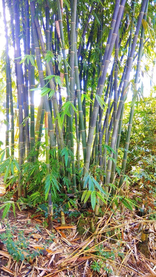Group of Bamboo Trees in Yogyakarta Stock Photo - Image of jungle ...