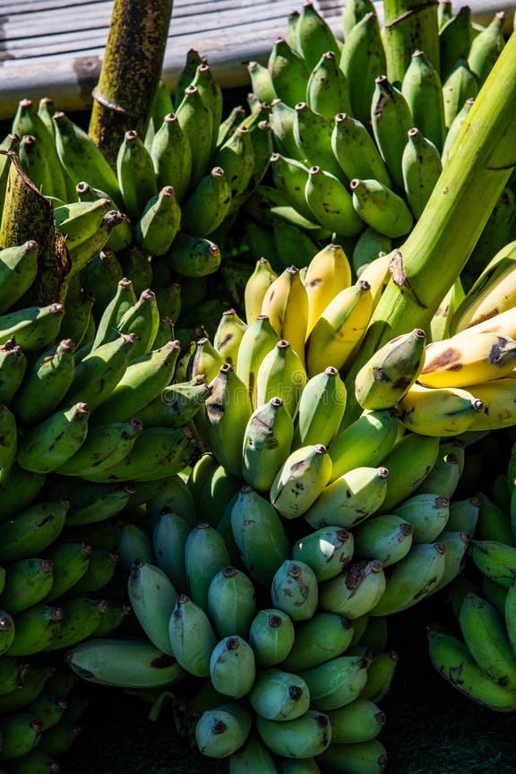 Group of banana stock image. Image of banana, fresh - 139792161