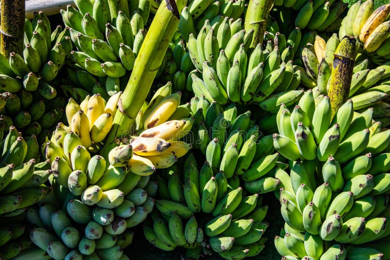 Group of banana stock image. Image of leaf, ripe, plant - 139792253