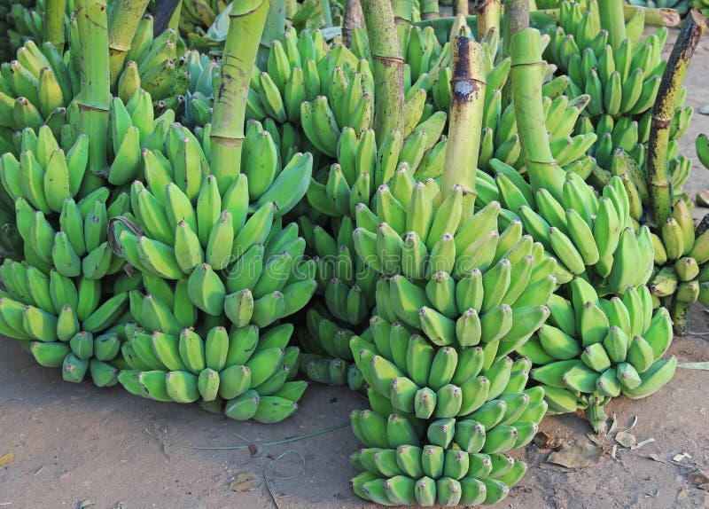 Ripe Bananas On The Branches Of A Banana Tree Stock Photo - Image of ...