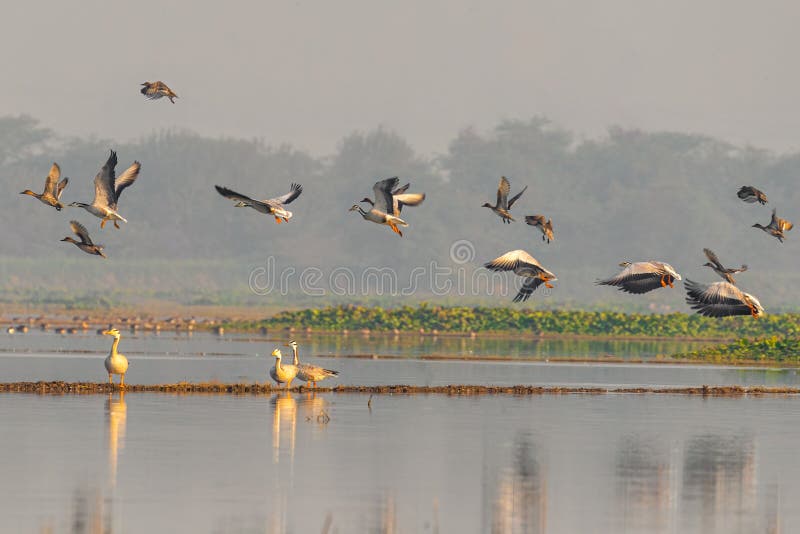 A Group of Bar Headed Goose Taking Off Stock Image - Image of ...