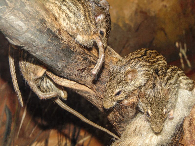 Group of Barbary Striped Grass Mouse Stock Photo - Image of animals ...