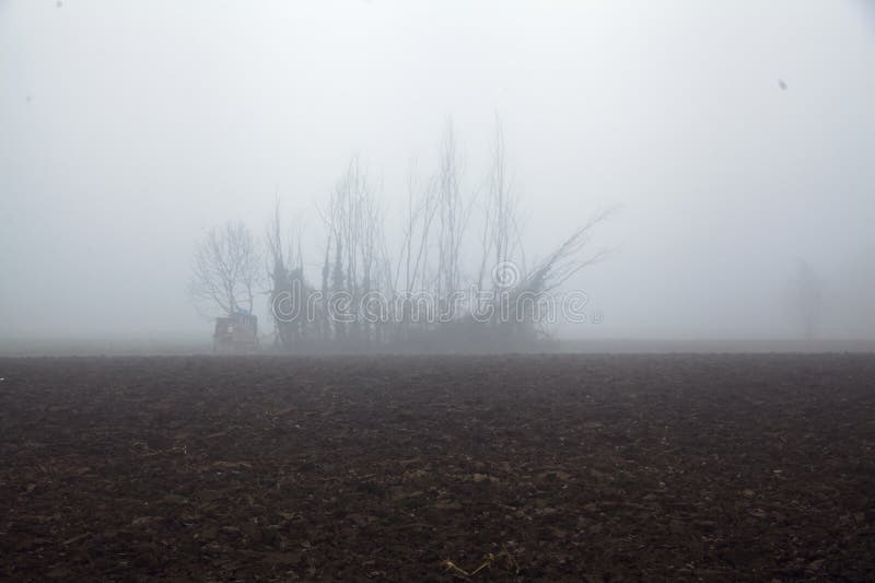 Group of Bare Trees in the Fog in the Middle of a Ploughed Field Stock ...