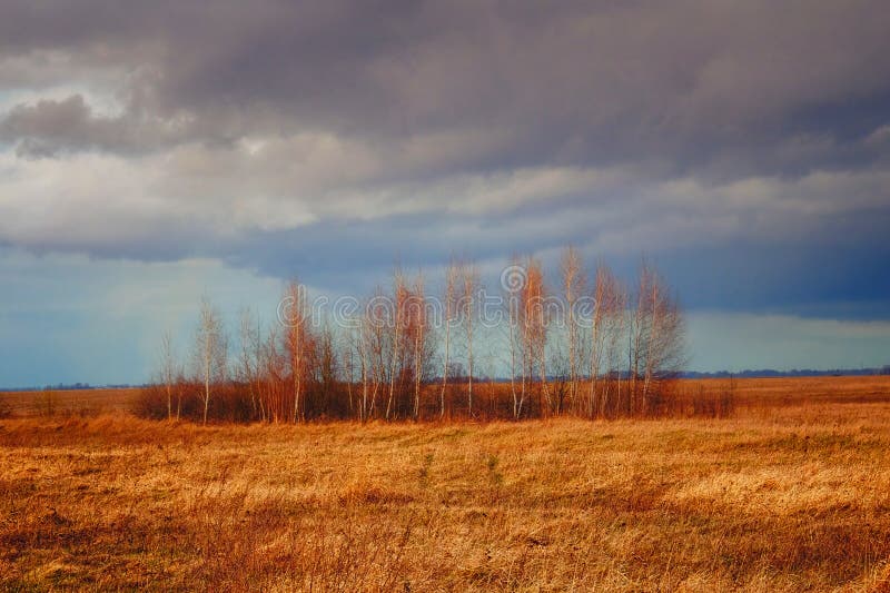 A Group of Bare Trees Stands in a Vast, Open Field Under a Cloudy Sky ...
