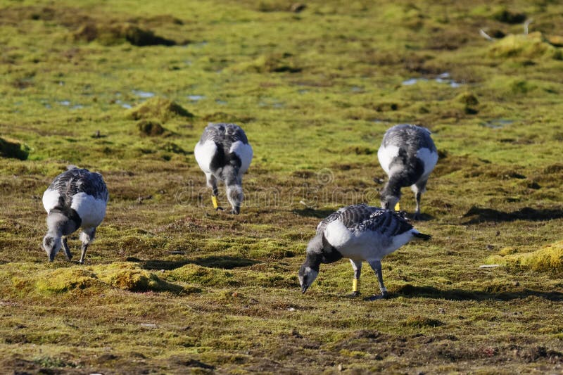 Group of Barnacle Goose in Svalbard Stock Photo - Image of graphic ...