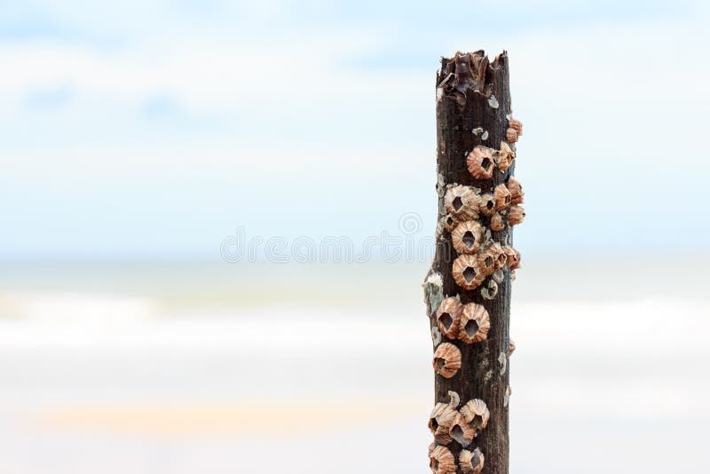 Barnacles on Wood stock image. Image of textured, coast - 22749943