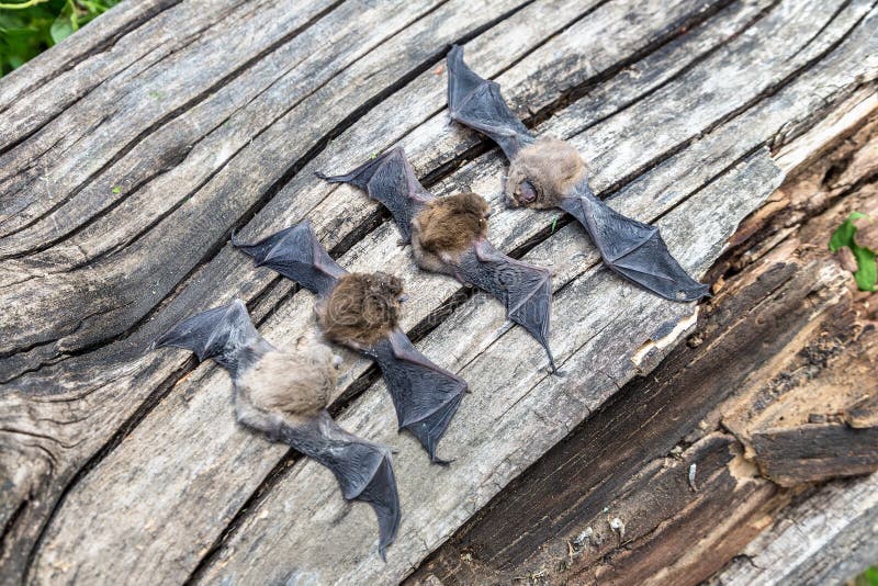 Group of bat stock photo. Image of bloodsucker, group - 232525616