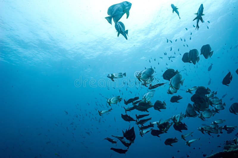 Group of Batfish Fighting Current Stock Photo - Image of recreation ...