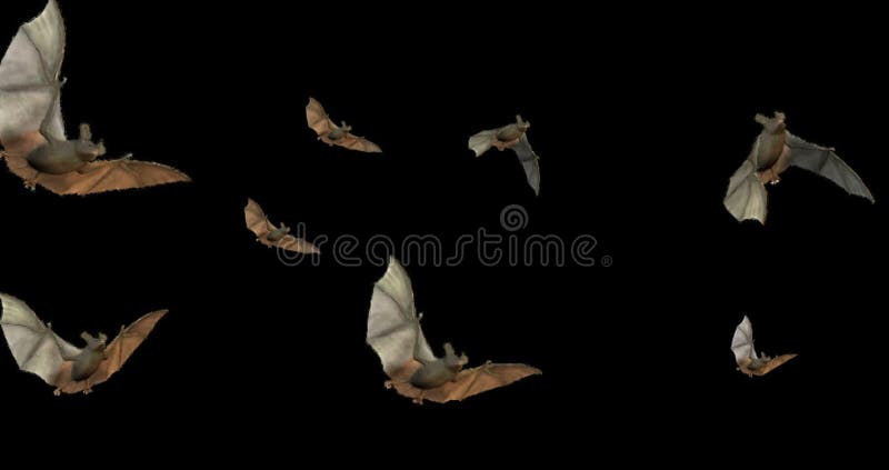 Group of Bats Animation Alpha Channel 4k Loop Stock Video - Video of ...